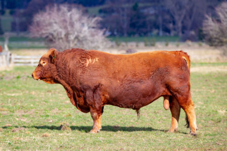 Raising Cattle For Profit: - Grit